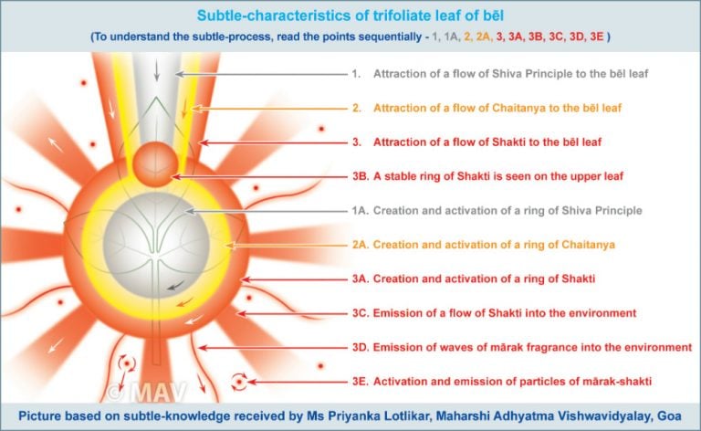 Spiritual science underlying offering of trifoliate bel leaves to Shiva ...