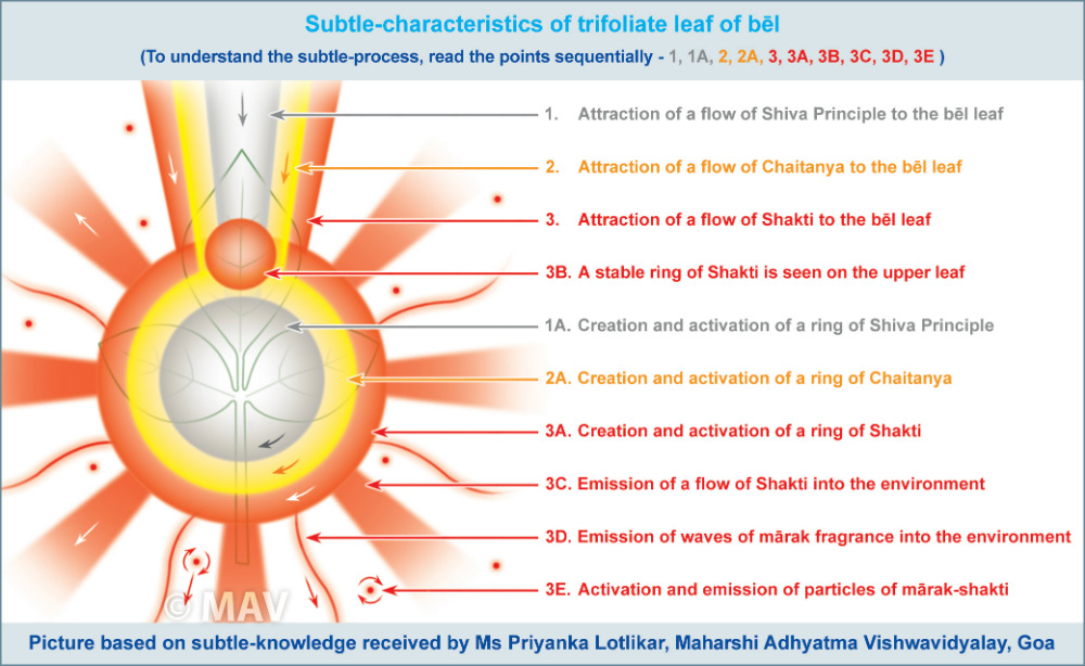 Spiritual science underlying offering of trifoliate bel leaves to Shiva ...